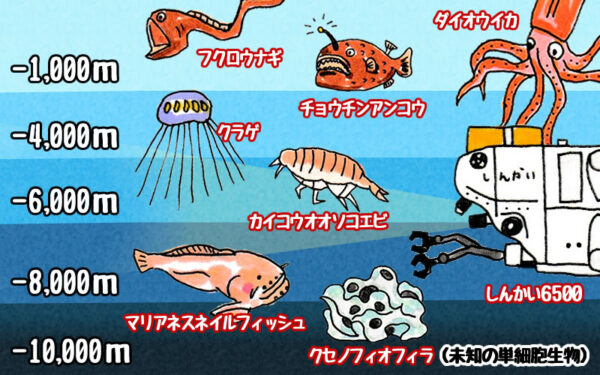 マリアナ海溝とは！知られざる内容について徹底解説！ - 水中ドローンとUSV（水上ドローン）の開発・修理・販売｜全国対応の株式会社チック